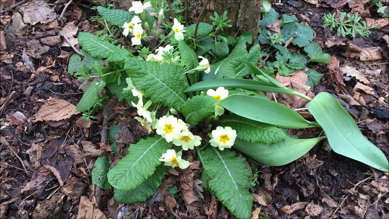 Primrose (Primula) - plants - March 2018