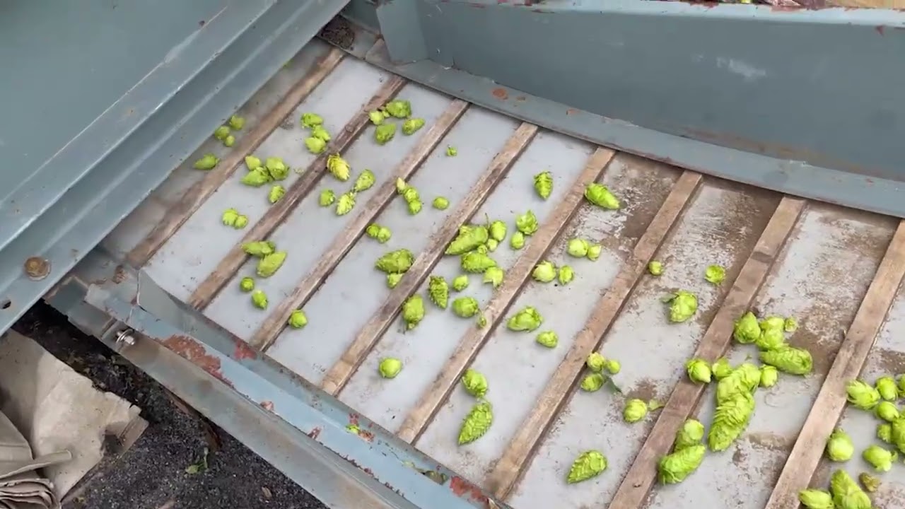 2025 Cornell Hop Breeding Program Recap