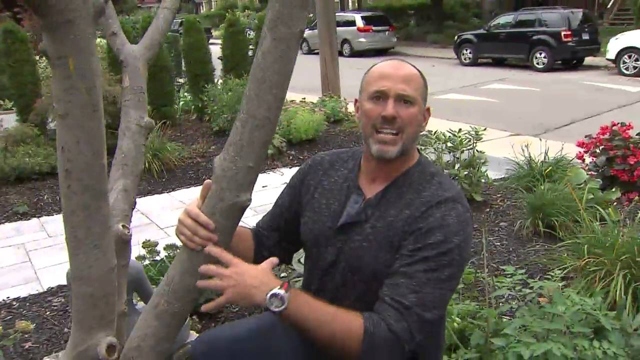 Simple steps to maintaining your trees year round