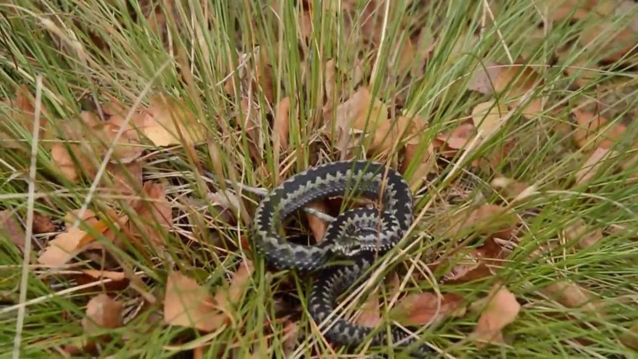 Angis – Nuodinga Lietuvos Gyvatė: Kaip Atpažinti, Apsisaugoti ir ...