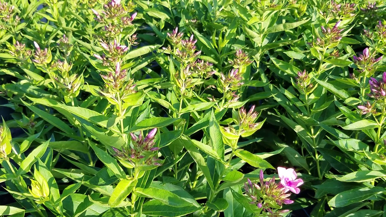 Phlox Sweet Summer™ Candy
