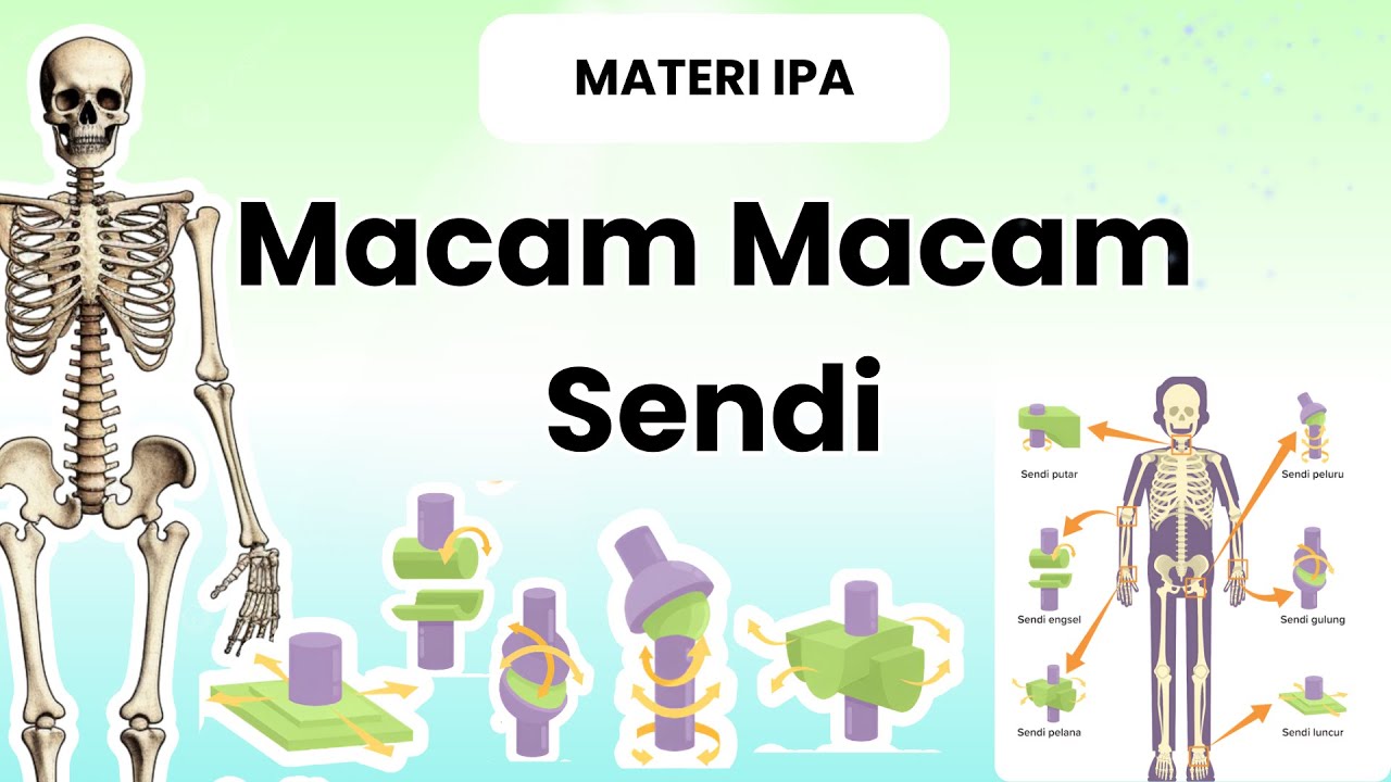 Macam Macam Sendi | Sendi Mati | Sendi Kaku|Sendi Gerak|Sendi Engsel| Sendi Peluru |Sendi Gulung