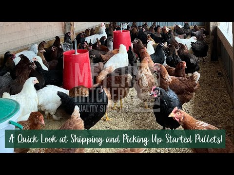 A Quick Look at Shipping and Picking Up Started Pullets!