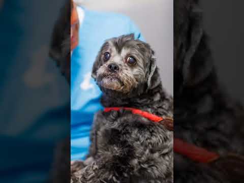 The Adams County SPCA Has No Dogs Left To Adopt For First Time In 50 Years