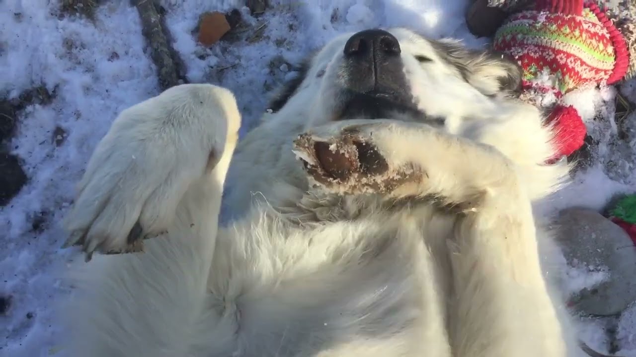 Addie our Great Pyrenees LGD loves her belly rubbed, Axle wants some too