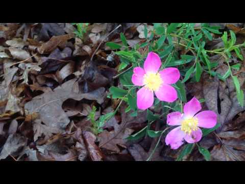 Pink Five Petal Flowers with a Yellow Center