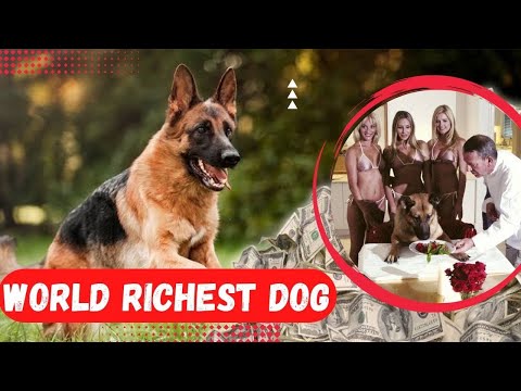 Gunther VI, The World's Richest Dog with a Net Worth of $500 Million