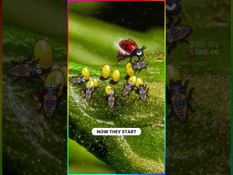 The weird life of a ladybug..