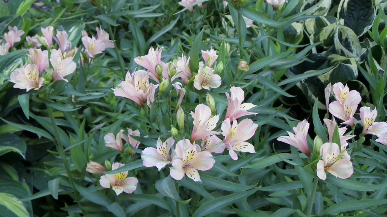 INCA ICE™ ALSTROEMERIA