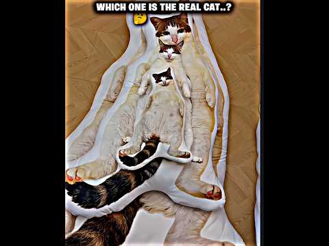 Find the real cat..! ☠️#trollface #edit #trollfaceedit