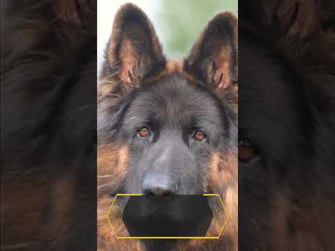 top 5 popular cartoon character names for girl German Shepherds