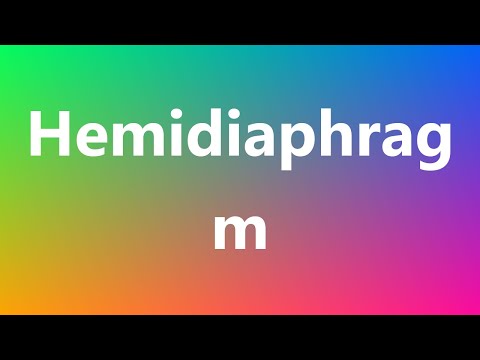 Hemidiaphragm - Medical Meaning and Pronunciation