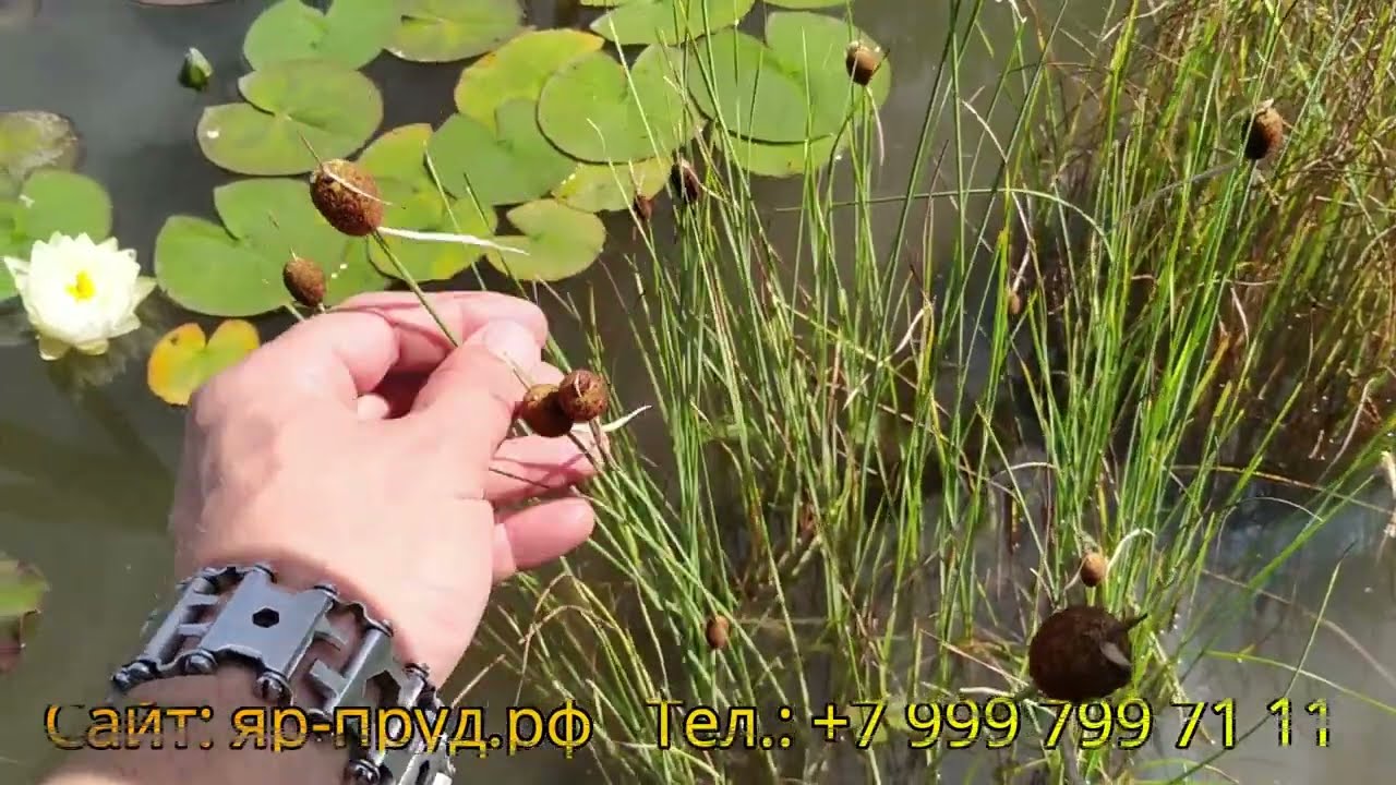Рогоз карликовый (Typha minima)    Cattail dwarf