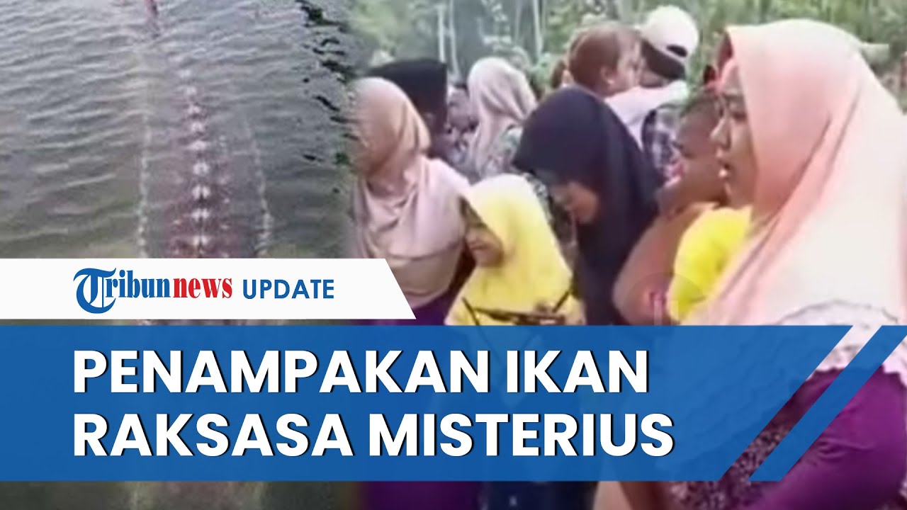 Viral Video Ikan Raksasa Misterius di Ranu Pakis Lumajang Bikin Heboh ...