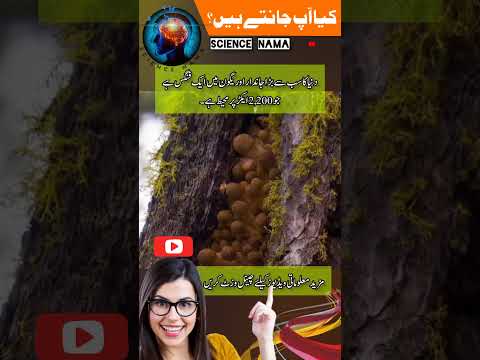 the world's largest living organism #shorts #urdu #inurdu #facts #urdufacts #scienceurdu #science
