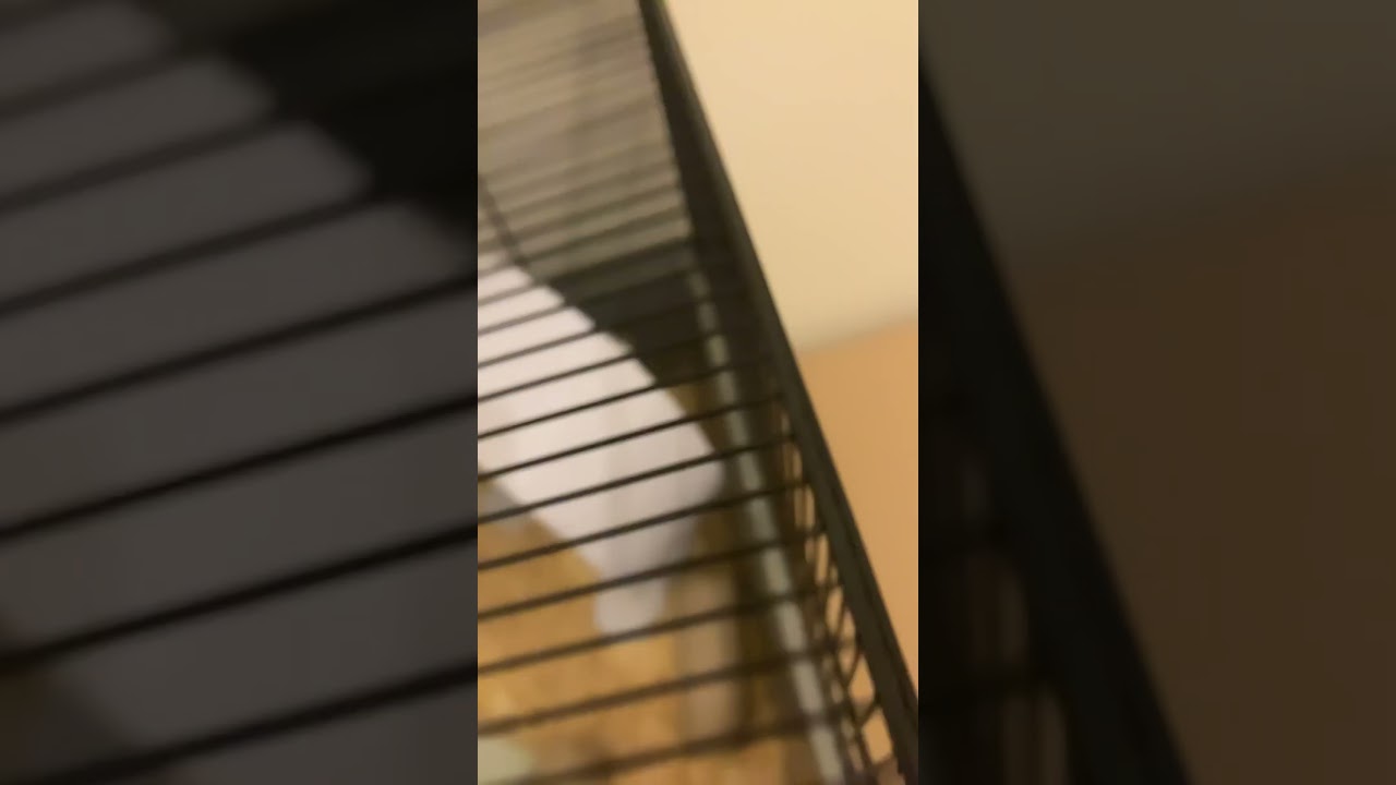 medium mode: try to find the hamster 😂 #hamsters #funny #random