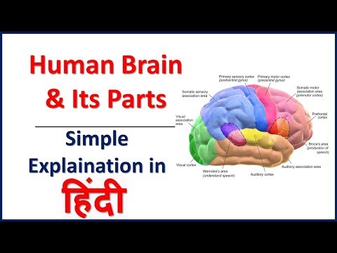 Human Brain and Its Parts Simple explaination in Hindi - Video Lecture ...