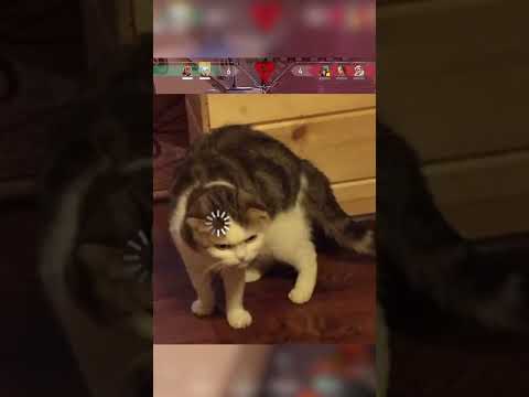 valorant cat edit