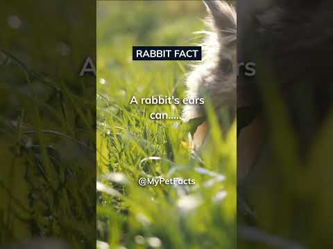 ONLY Rabbit's Ears Can Do This 😳🐰 #rabbits #ears #shorts