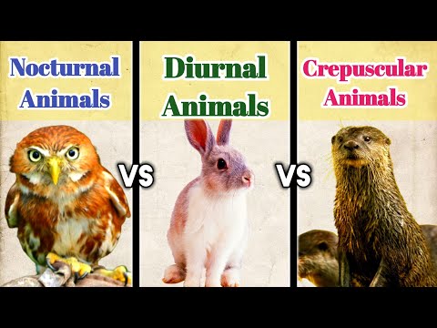 NOCTURNAL VS DIURNAL VS CREPUSCULAR in Urdu-Hindi | observativecontentvalley | OCV
