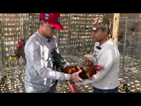 Criadero de gallos americanos en Perú 🇵🇪/ Jorge Santa María