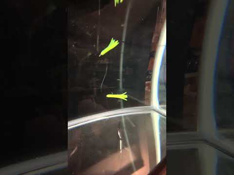 DOUBLE DROP SHOT MINI JIGS FOR BIG TROUT | TROUT FISHING #shorts