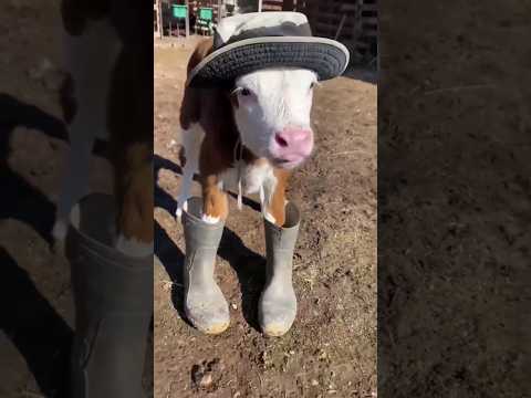 vaca#bebe #youtubeshorts