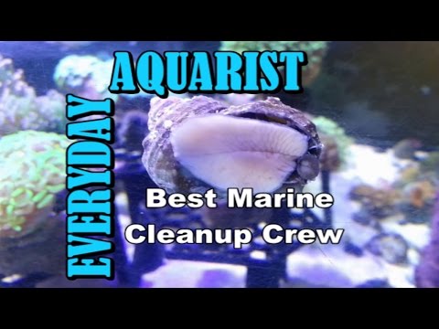 Best Clean Up Crew For Marine Aquarium