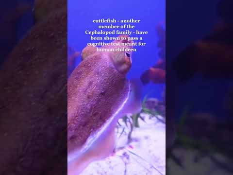 Cuttlefish have large 🧠 relative to their body & they are among the most intelligent invertebrates