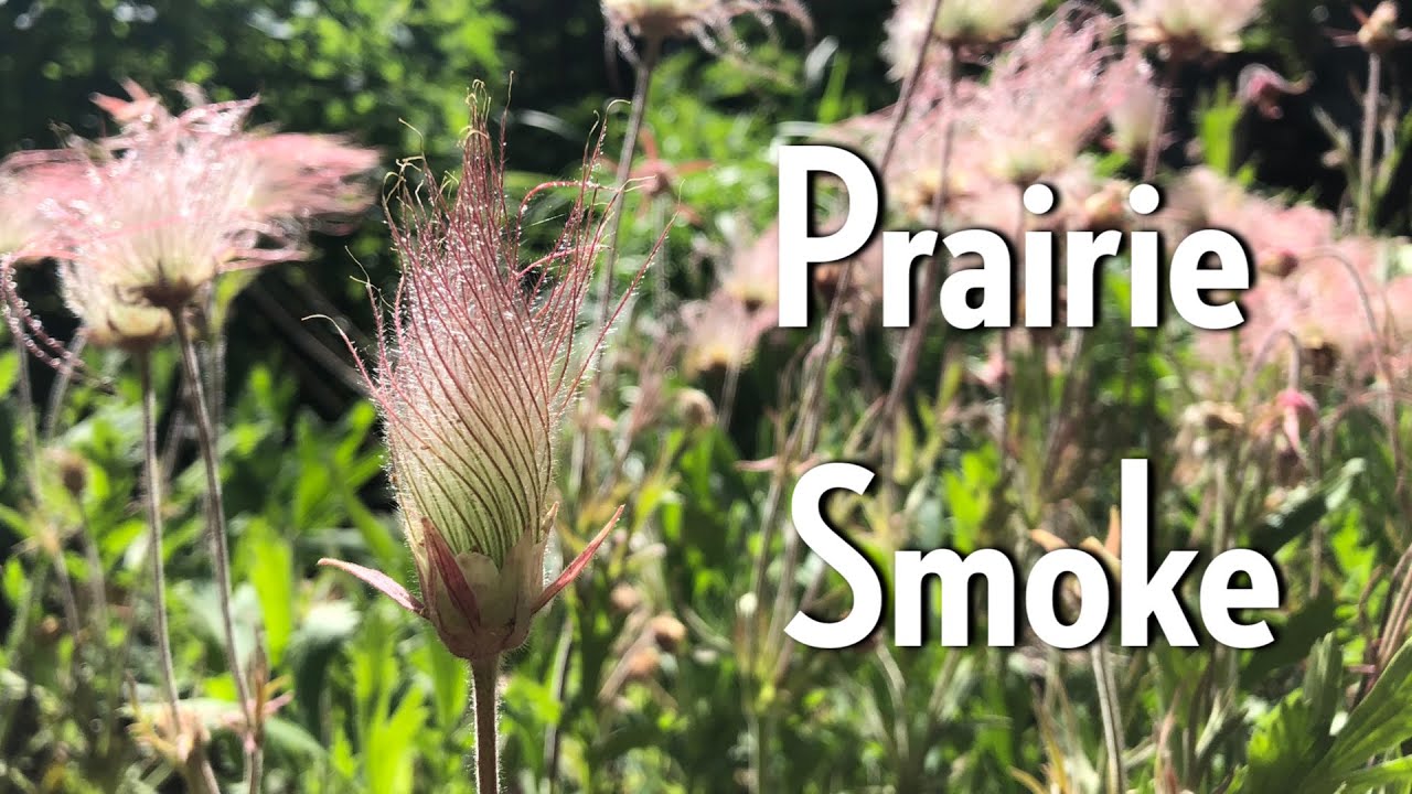 Prairie smoke - Native Plants of Ontario with the Humber Arboretum