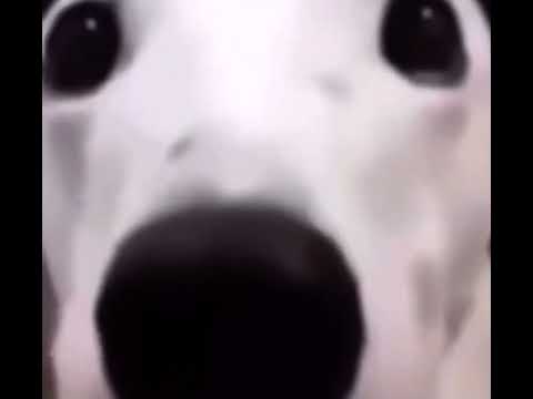 teeth chattering dog (teeth chattering dog meme) (teeth chattering scared dog)