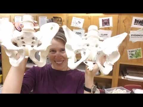 Appendicular bones: practice review