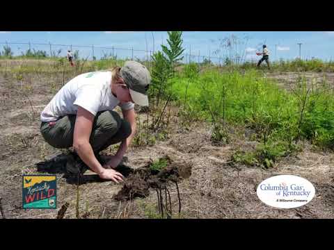 Milkweed Habitat Project