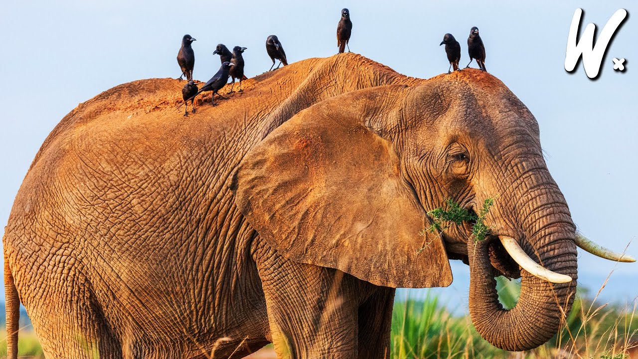 Evolution, Anatomy & Behavior Of Elephants 🐘