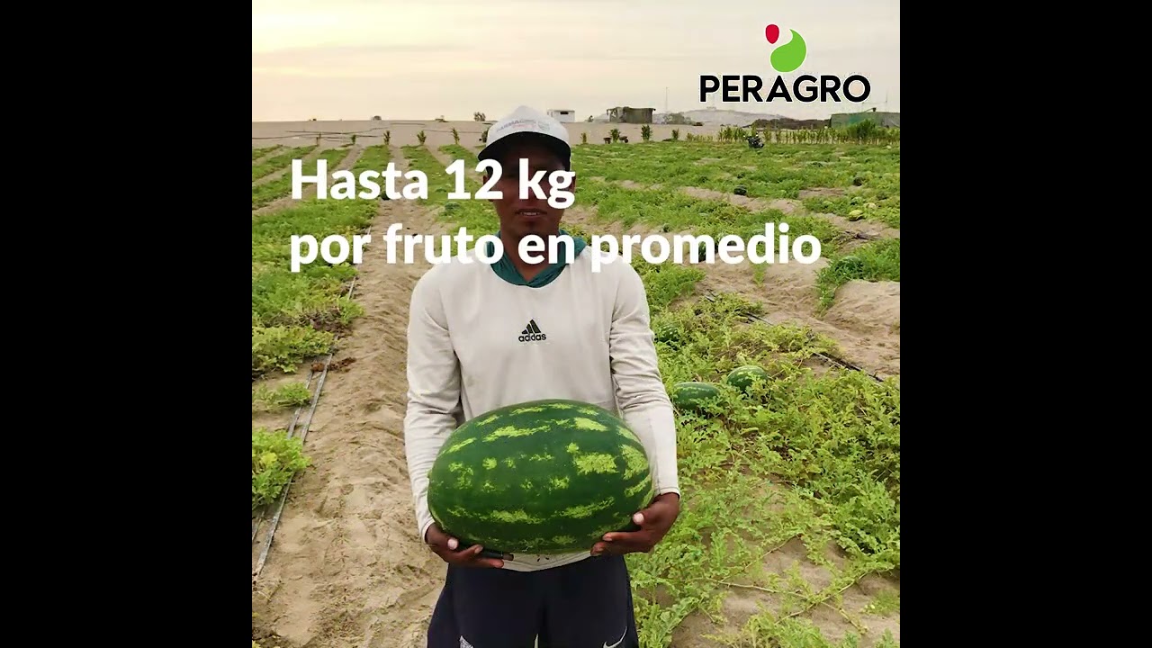 SANDIA CATIRAF1 | PERAGRO SEEDS