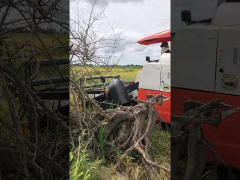 Rice Harvesting🌾 Kubota DC 70 #riceharvesting #kubota #tractor #dc70pro #dc70plus #dc105x #shorts