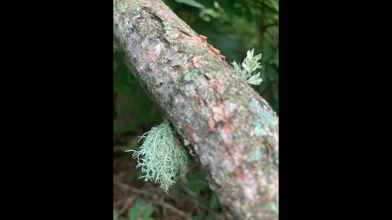 Lichens #whatisonmytree