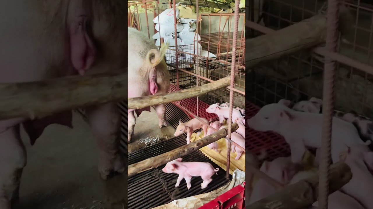 #pig #pigfeed #pigbreeding #animals #farming101 #pigfarming #farming #farmlife