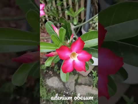 Adenium Obesum // Care Tips