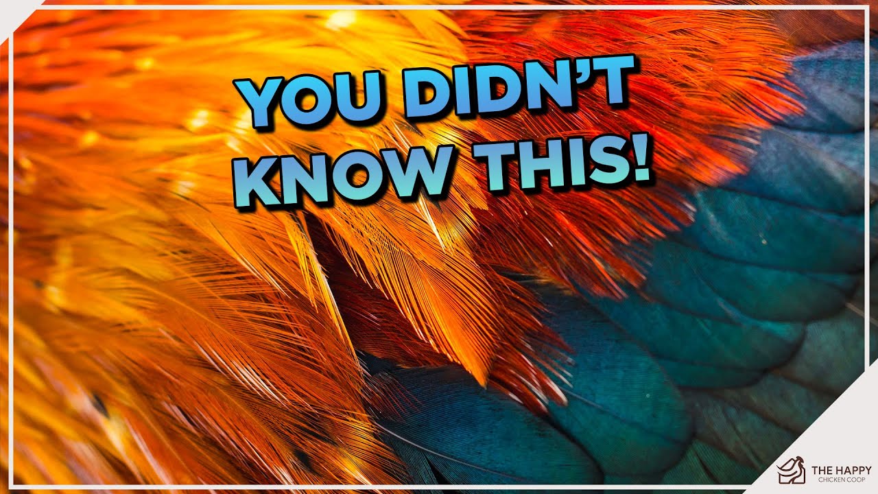 More Than Just Fluff: The Marvelous World of Chicken Feathers