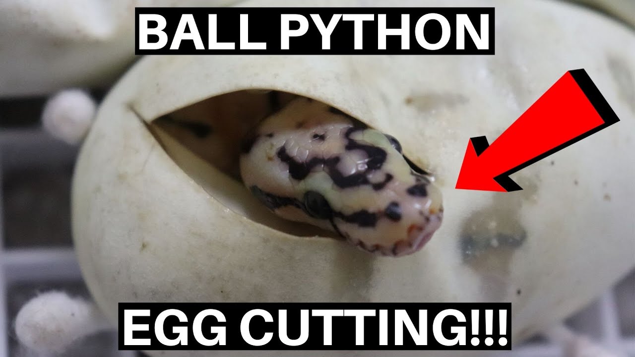 Cutting Ball Python Clutch #2: Bumble Bee Ball Pythons! - Benjamin's Exotics