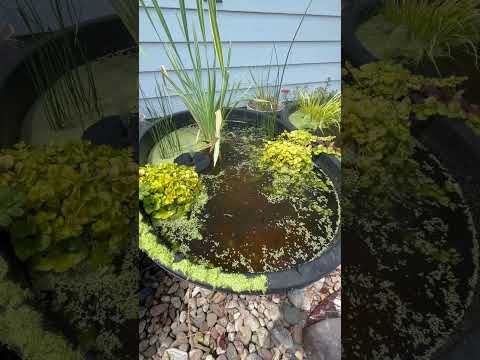 Chad's Summer Tubbin' and Indoor Fish Room - Photos, Videos & Journals ...