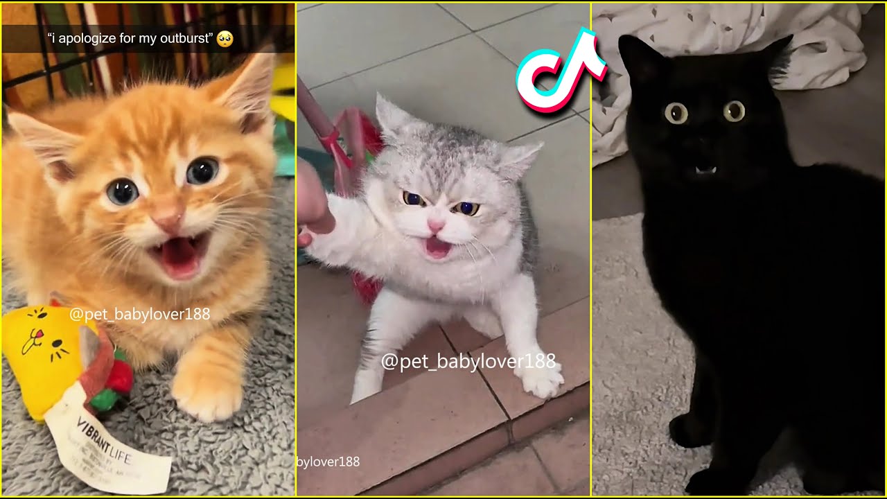 Funny Cats - TikTok Compilation 2024 #19