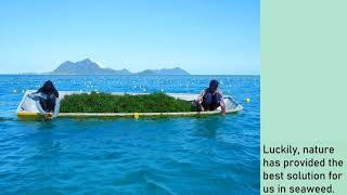 Kantong plastik ramah lingkungan dari rumput laut | Seaweedtama Biopac ...