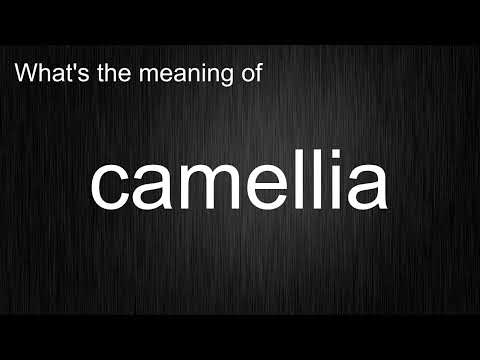What's the meaning of "camellia", How to pronounce camellia?