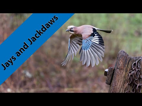 How does 12,800 iso look so good in dull miserable light? I try on a Jay in flight