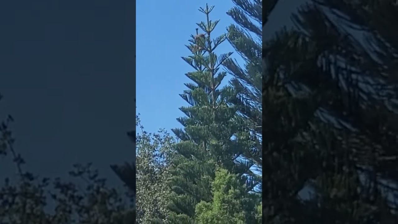Red shouldered hawk mating calls