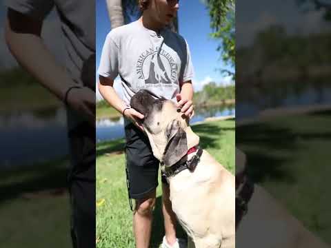 10 month old English Mastiff