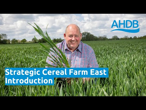Strategic Cereal Farm East Introduction 2024 | AHDB