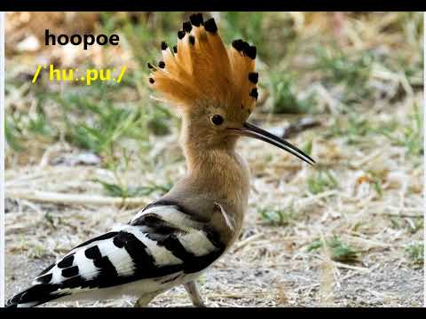 how to say Hoopoe?